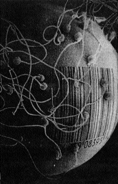 FLESH MACHINE - Datacide